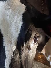 The Massey Fair - The Massey Fair